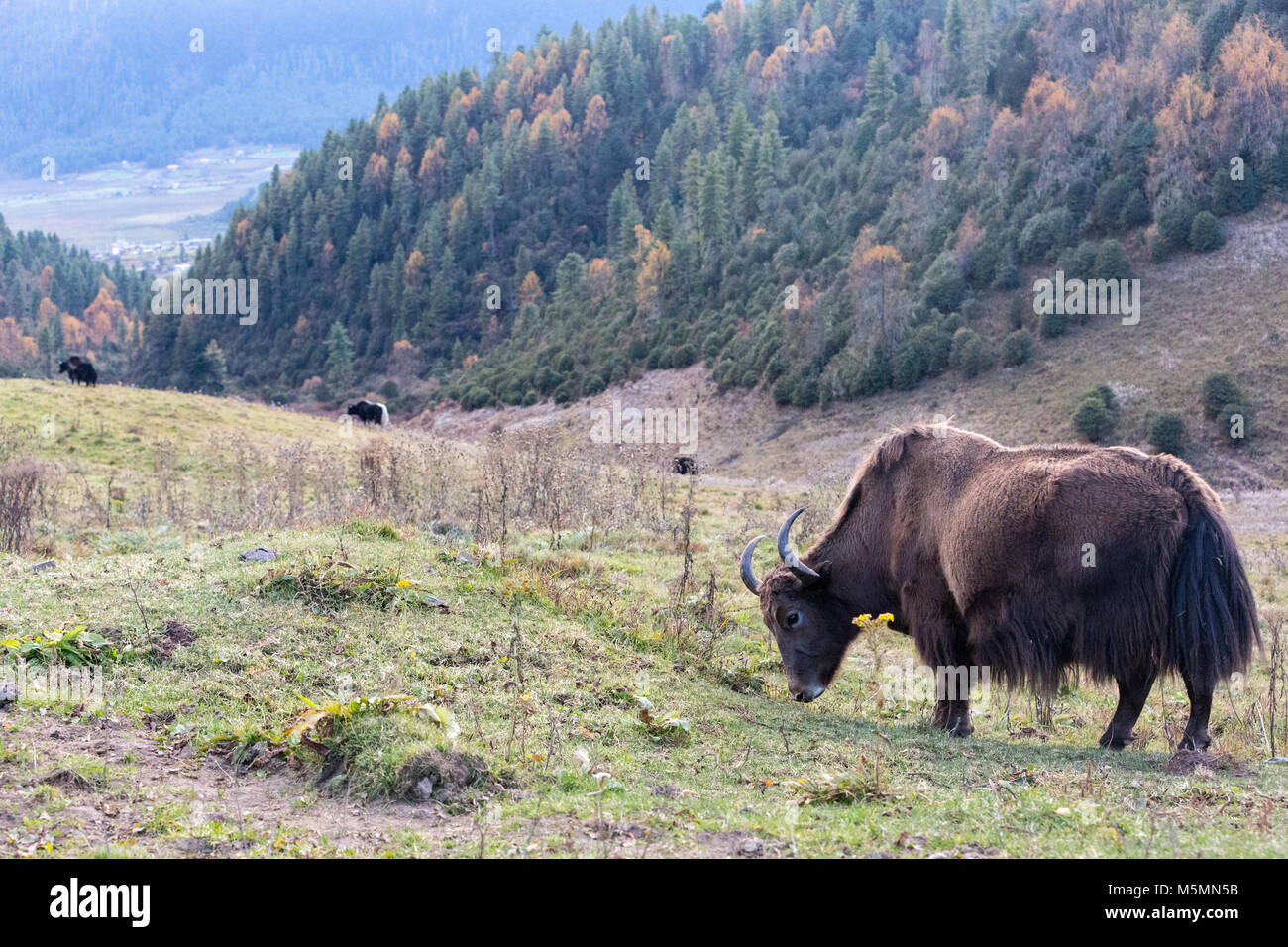 Phobjikha, Bhutan. Livestock, Half Yak-Half Cow, near Phobjikha Stock ...