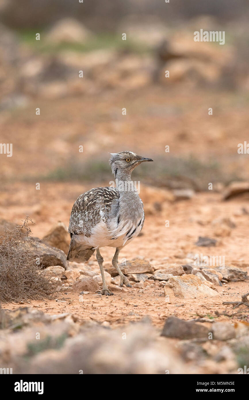 Houbara Bustard/North African Houbara/Canarian Bustard (Chlamydotis ...