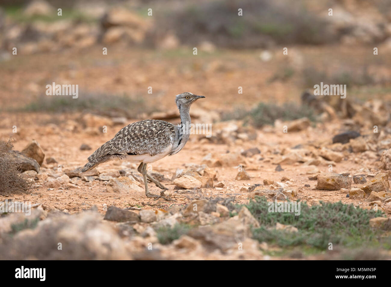 Houbara Bustard/North African Houbara/Canarian Bustard (Chlamydotis ...