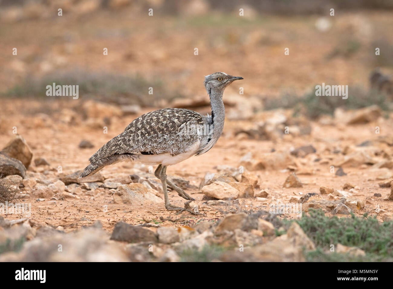 Houbara Bustard/North African Houbara/Canarian Bustard (Chlamydotis ...