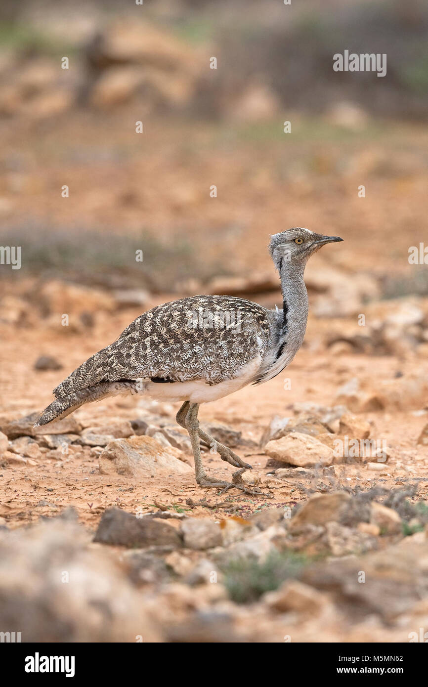 Houbara Bustard/North African Houbara/Canarian Bustard (Chlamydotis ...