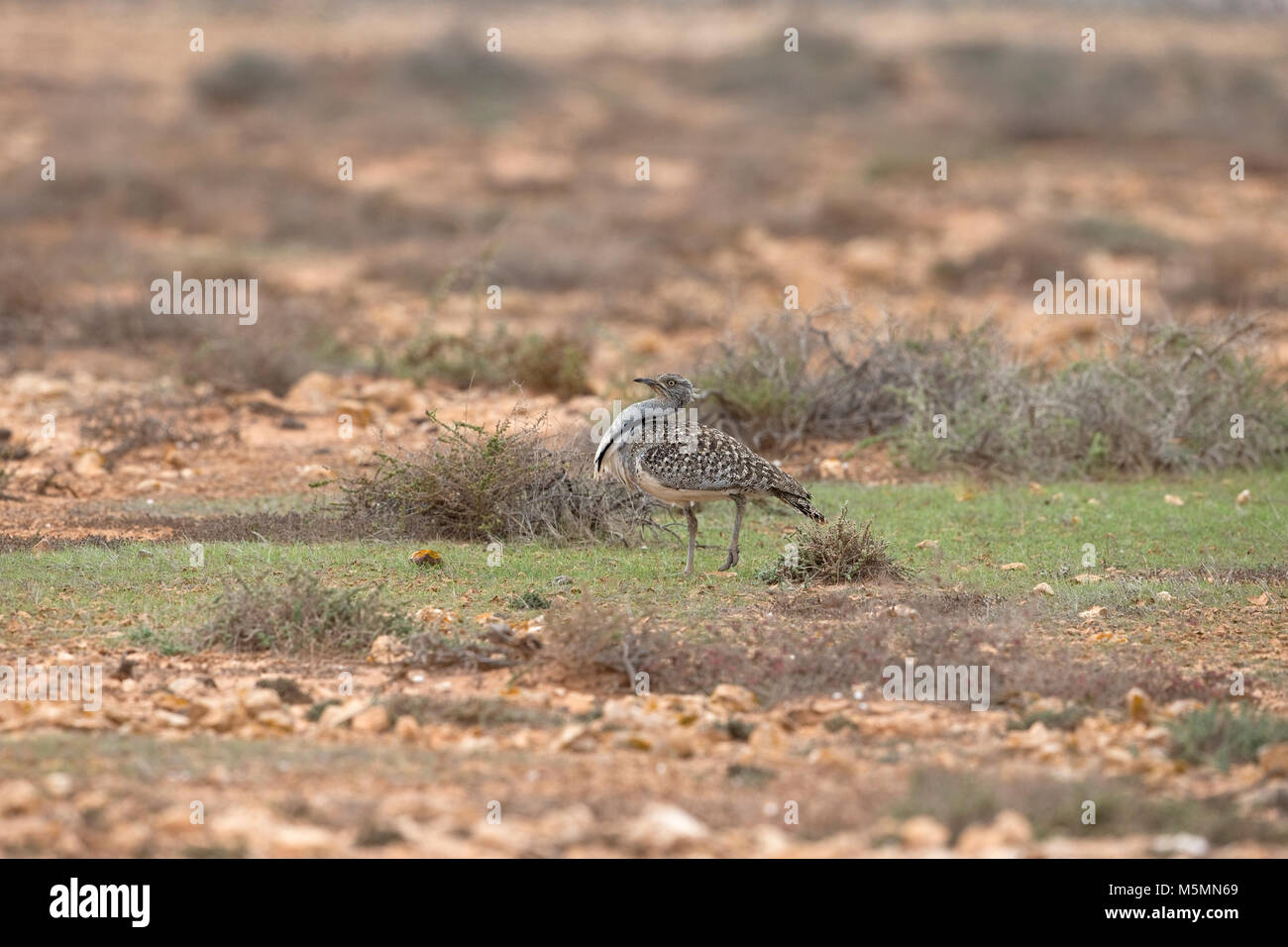Houbara Bustard/North African Houbara/Canarian Bustard (Chlamydotis ...
