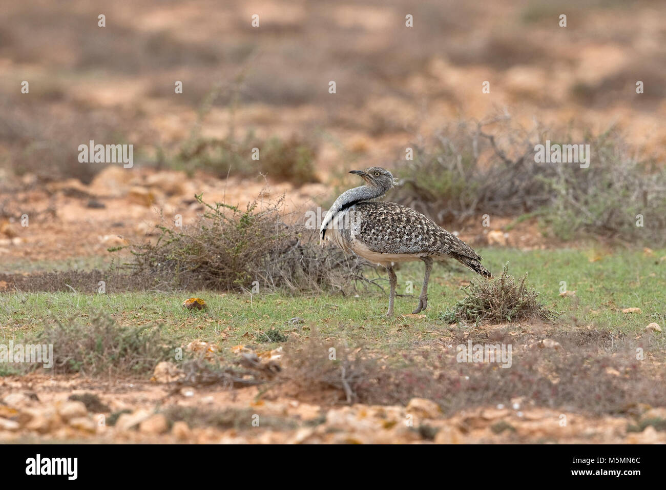 Houbara Bustard/North African Houbara/Canarian Bustard (Chlamydotis ...