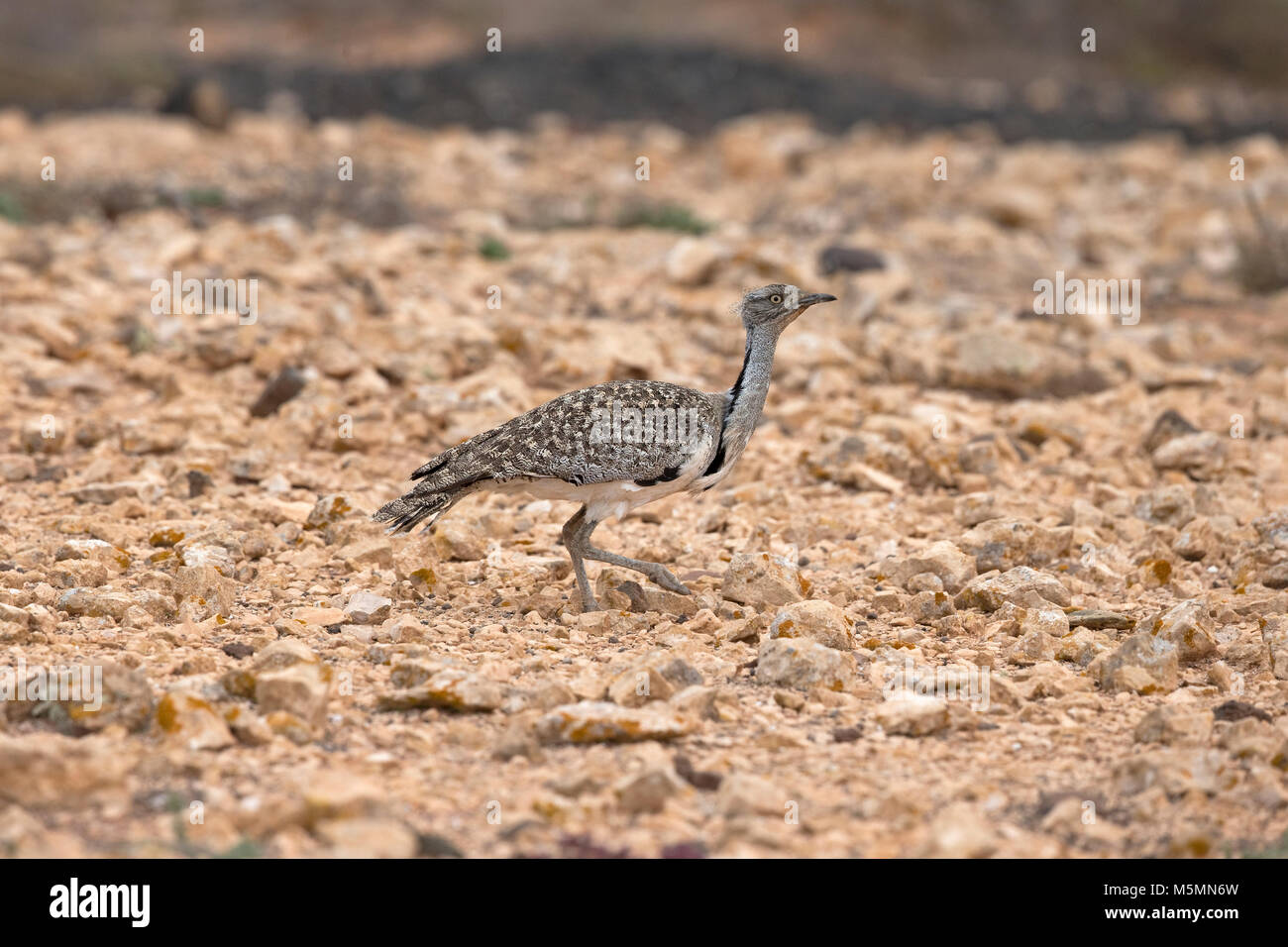 Houbara Bustard/North African Houbara/Canarian Bustard (Chlamydotis ...