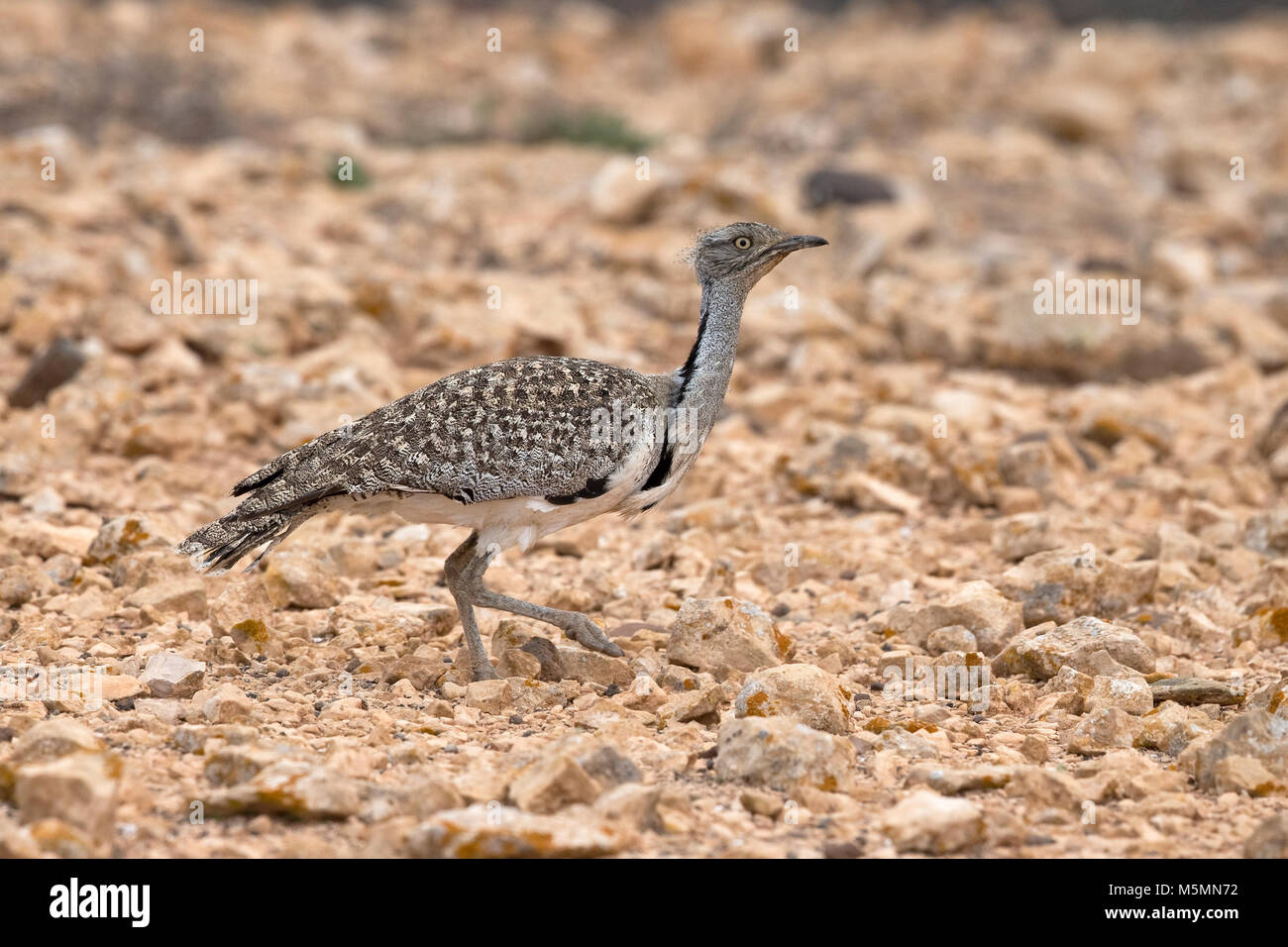 Houbara Bustard/North African Houbara/Canarian Bustard (Chlamydotis ...