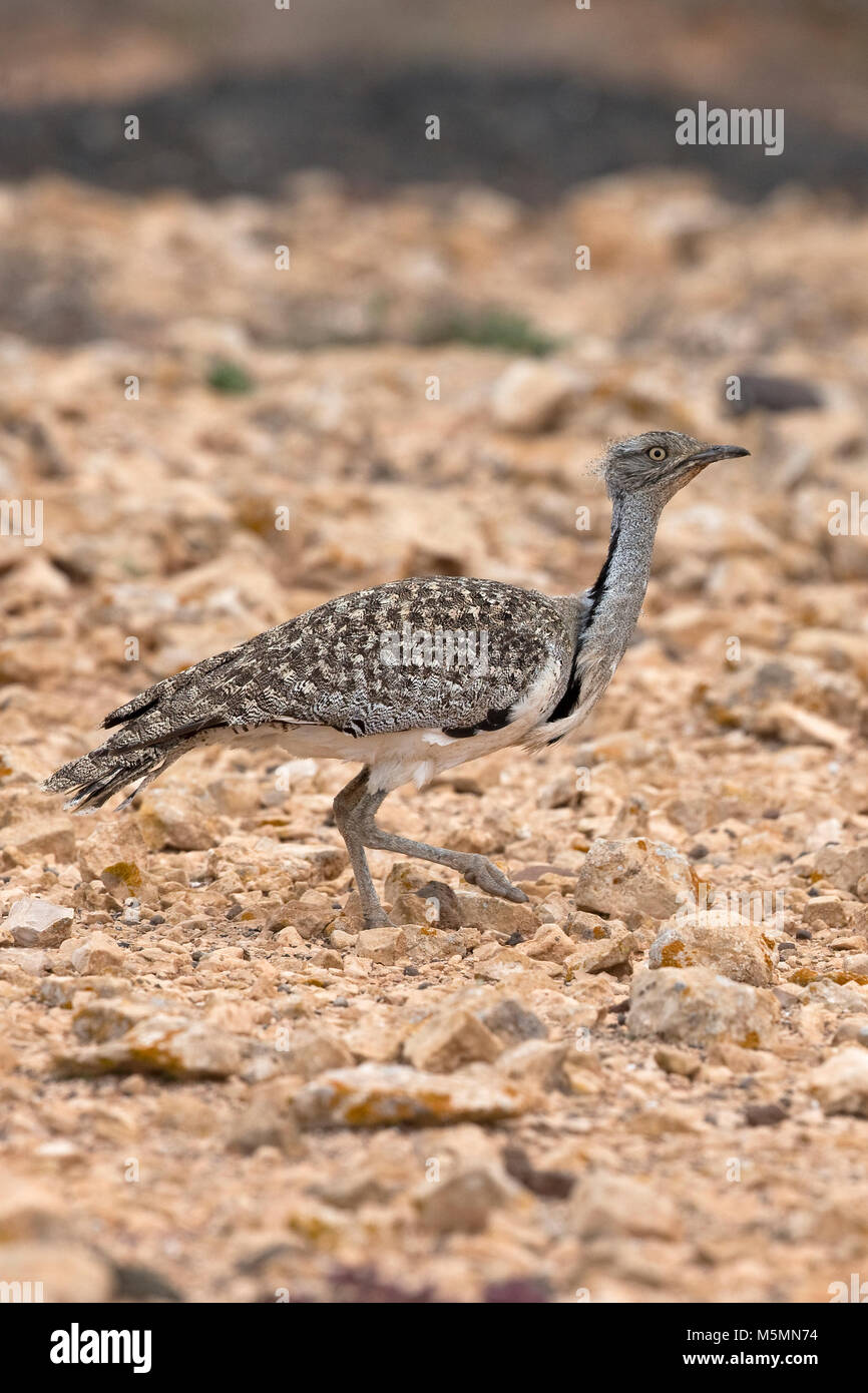 Houbara Bustard/North African Houbara/Canarian Bustard (Chlamydotis ...