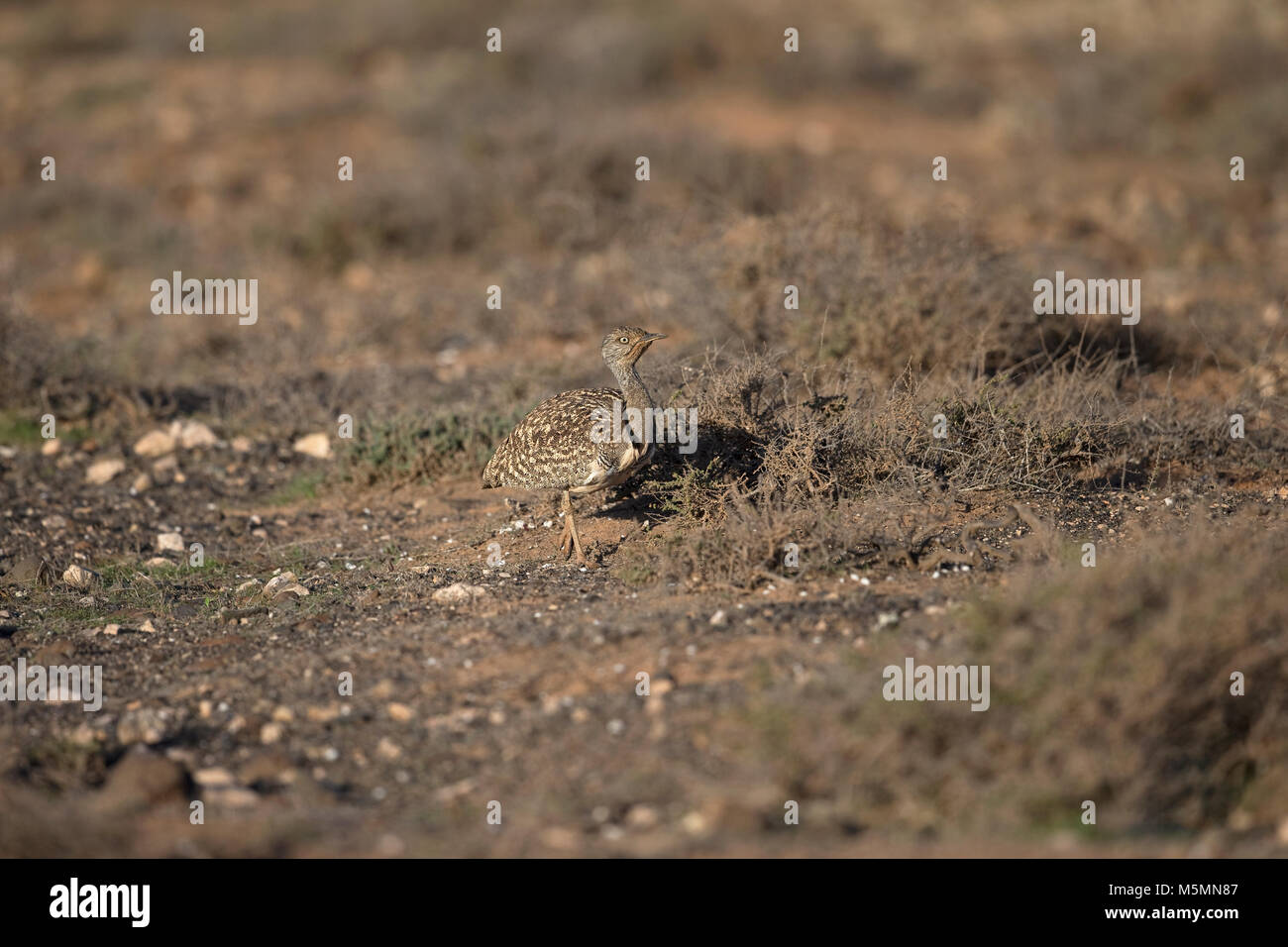 Houbara Bustard/North African Houbara/Canarian Bustard (Chlamydotis ...