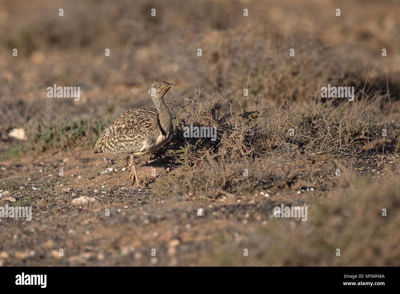 Houbara Bustard/North African Houbara/Canarian Bustard (Chlamydotis ...