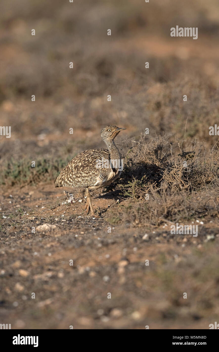 Houbara Bustard/North African Houbara/Canarian Bustard (Chlamydotis ...