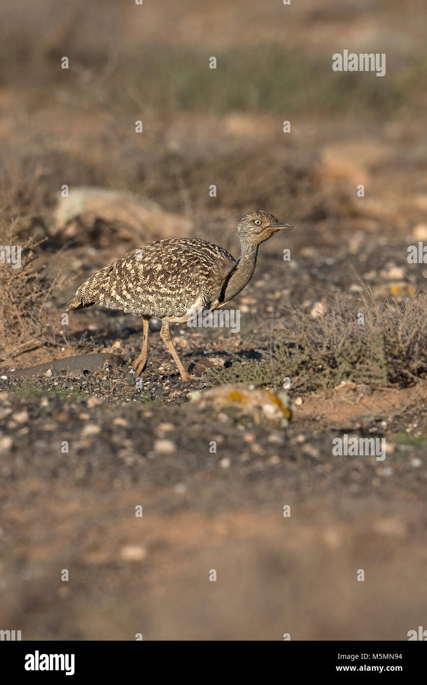 Houbara Bustard/North African Houbara/Canarian Bustard (Chlamydotis ...