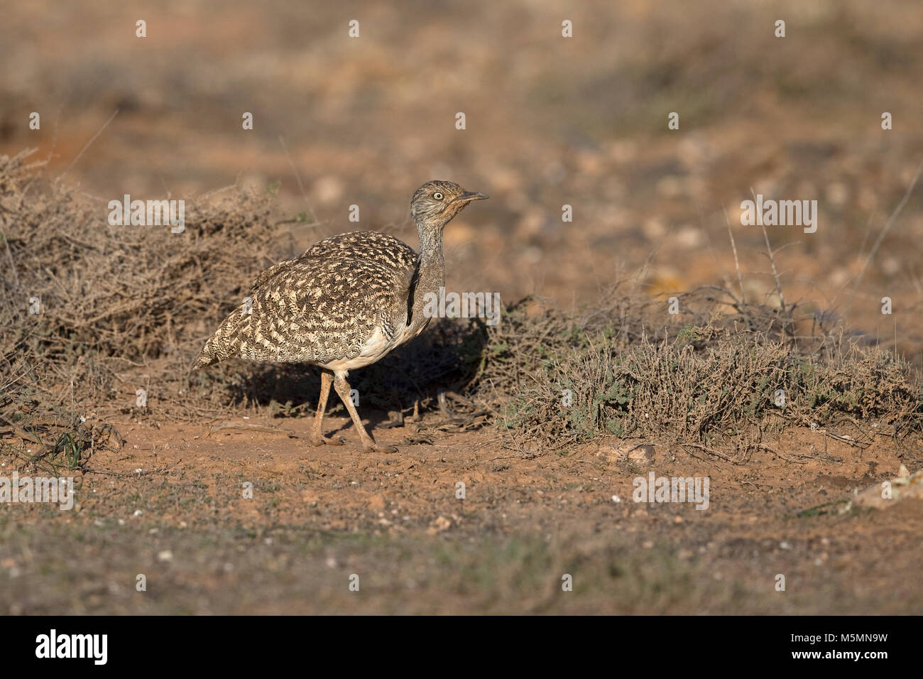 Houbara Bustard/North African Houbara/Canarian Bustard (Chlamydotis ...