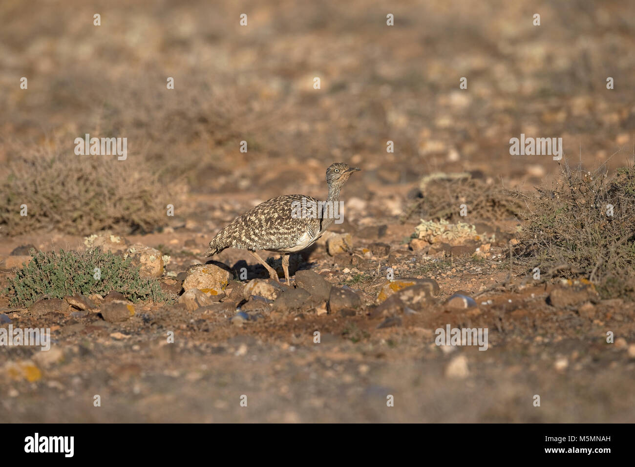Houbara Bustard/North African Houbara/Canarian Bustard (Chlamydotis ...