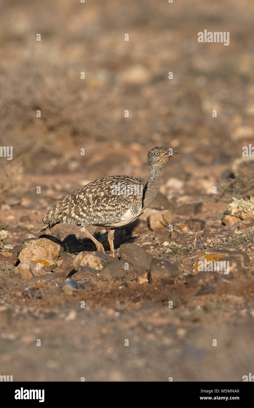 Houbara Bustard/North African Houbara/Canarian Bustard (Chlamydotis ...