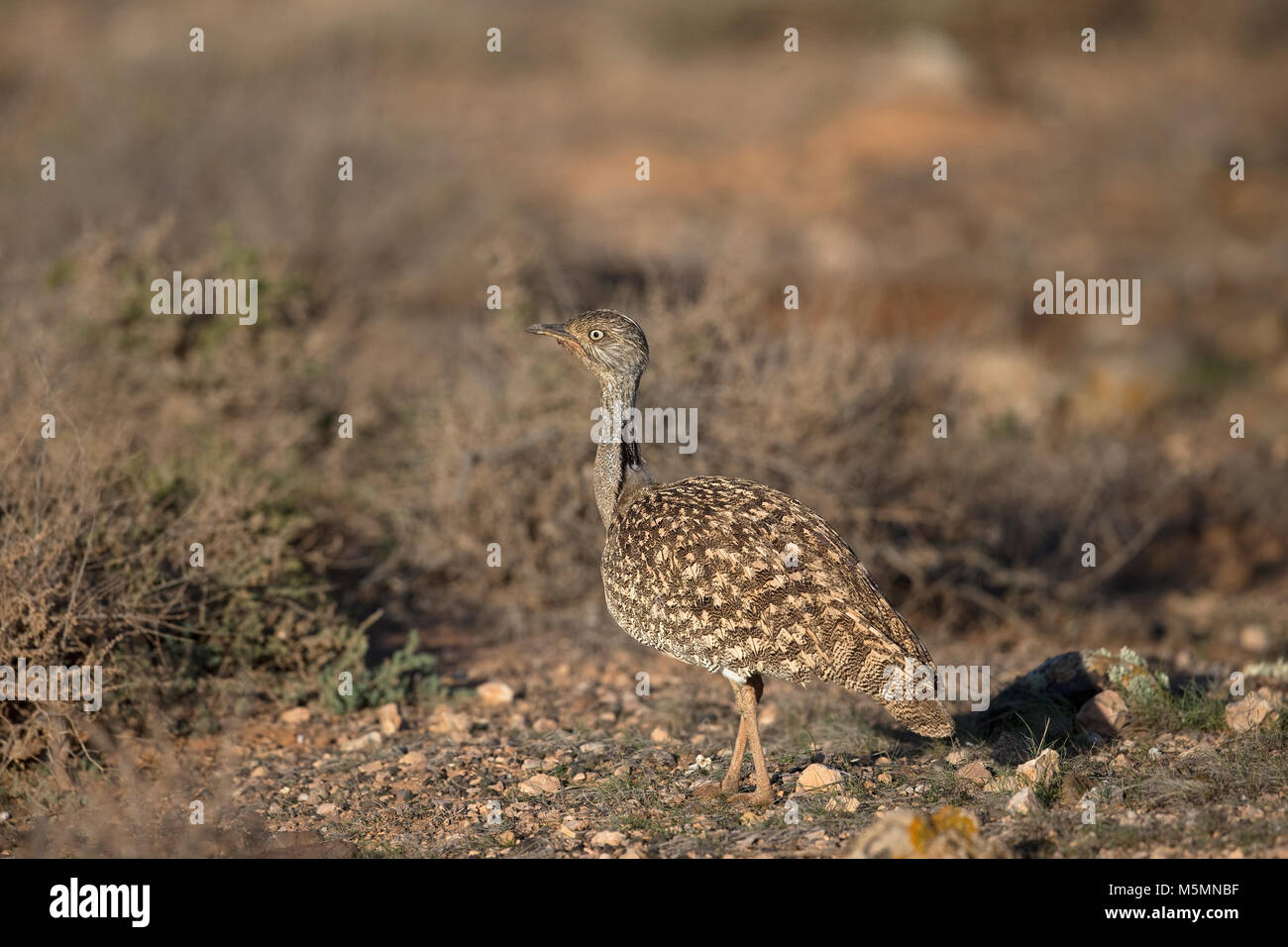 Houbara Bustard/North African Houbara/Canarian Bustard (Chlamydotis ...