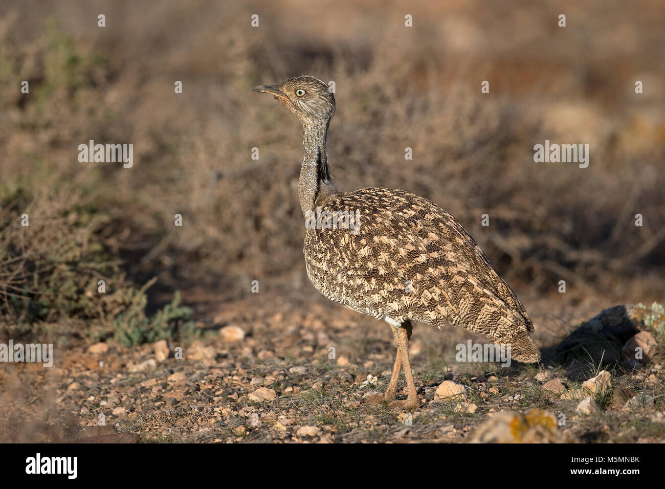 Houbara Bustard/North African Houbara/Canarian Bustard (Chlamydotis ...