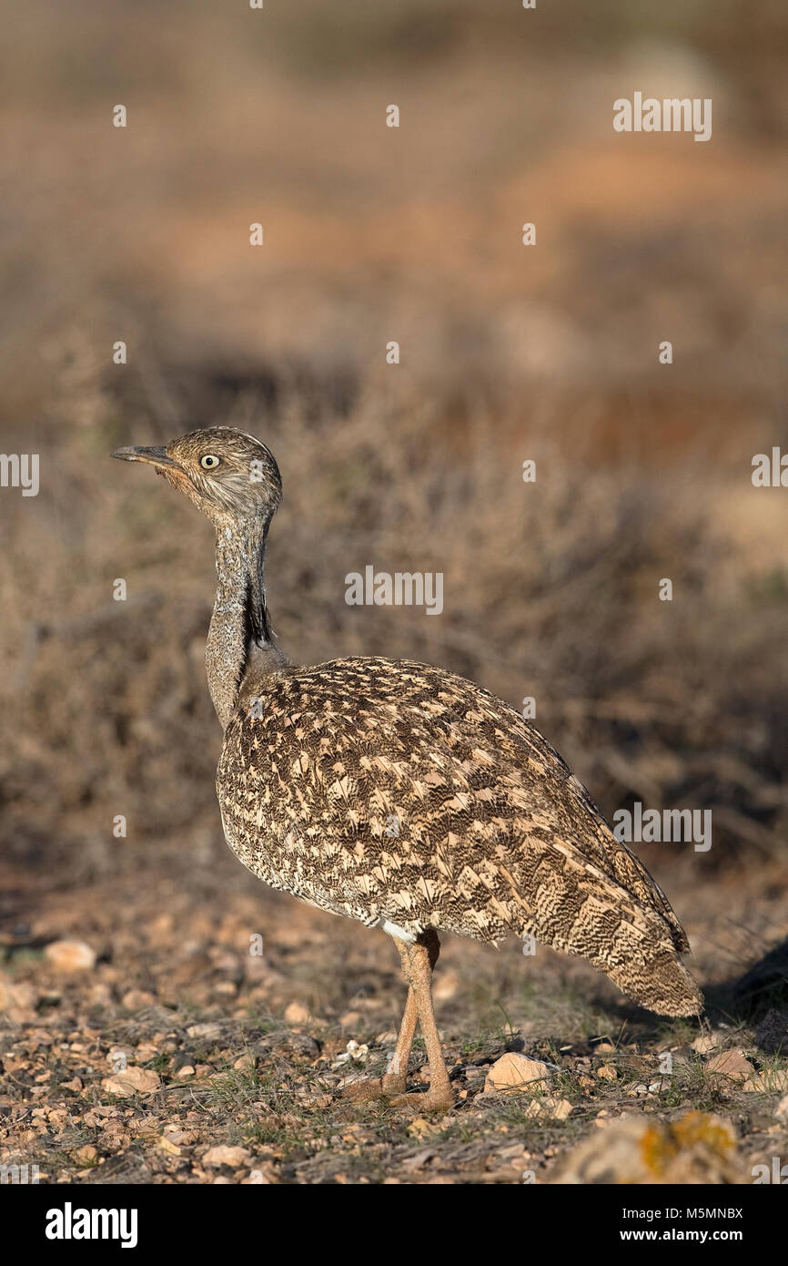 Houbara Bustard/North African Houbara/Canarian Bustard (Chlamydotis ...