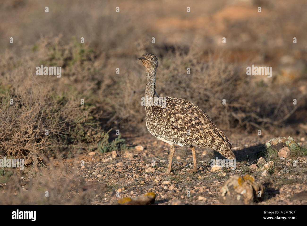 Houbara Bustard/North African Houbara/Canarian Bustard (Chlamydotis ...