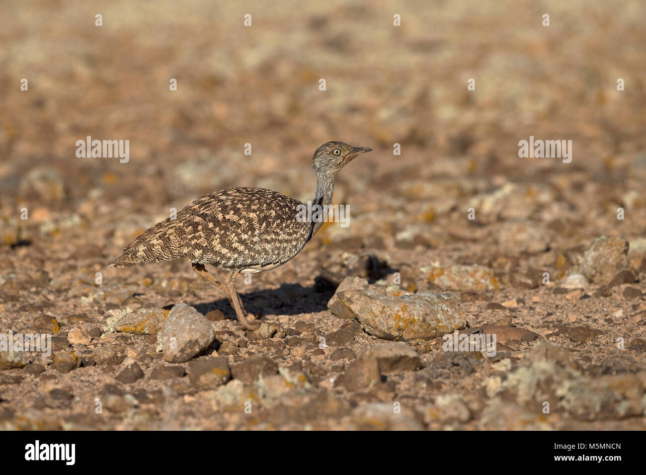 Houbara Bustard/North African Houbara/Canarian Bustard (Chlamydotis ...