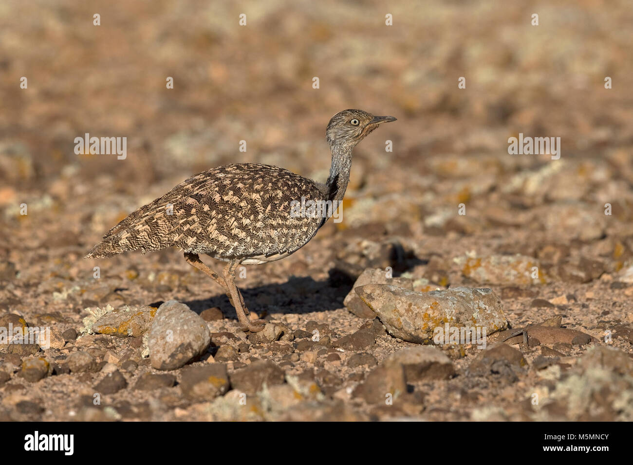 Houbara Bustard/North African Houbara/Canarian Bustard (Chlamydotis ...