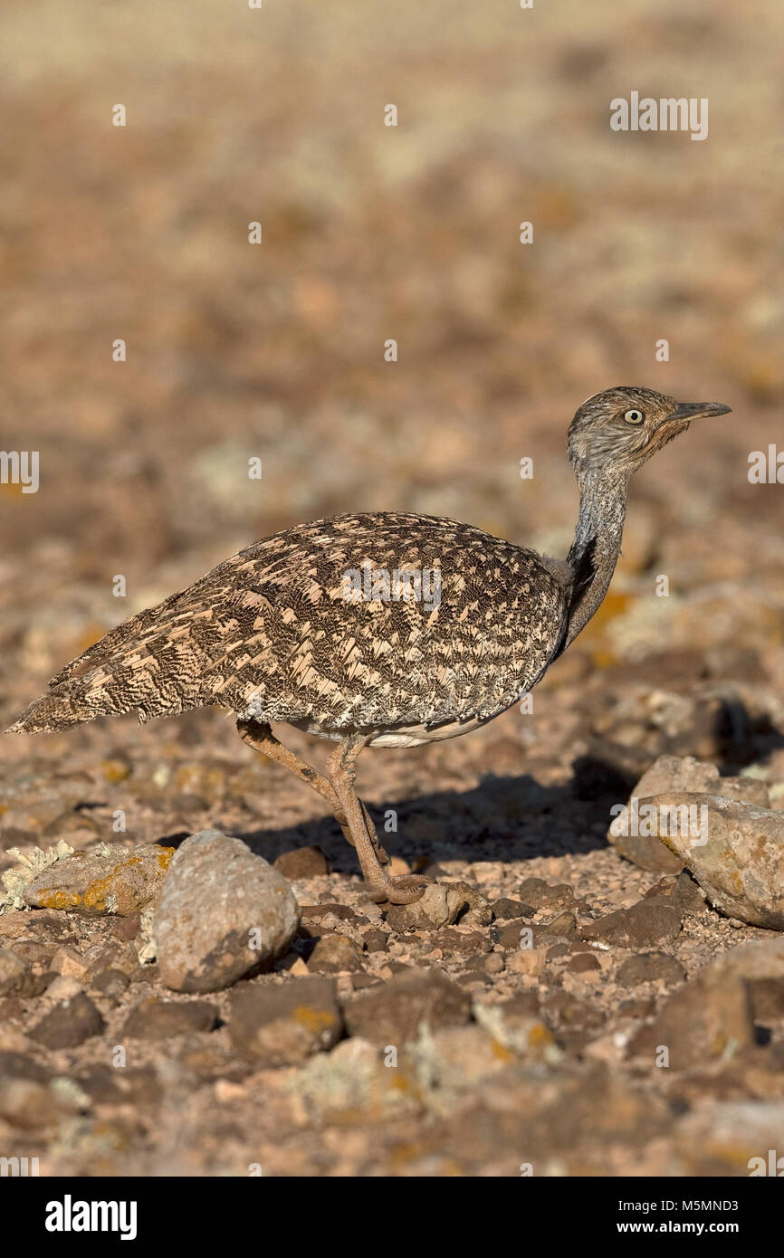 Houbara Bustard/North African Houbara/Canarian Bustard (Chlamydotis ...