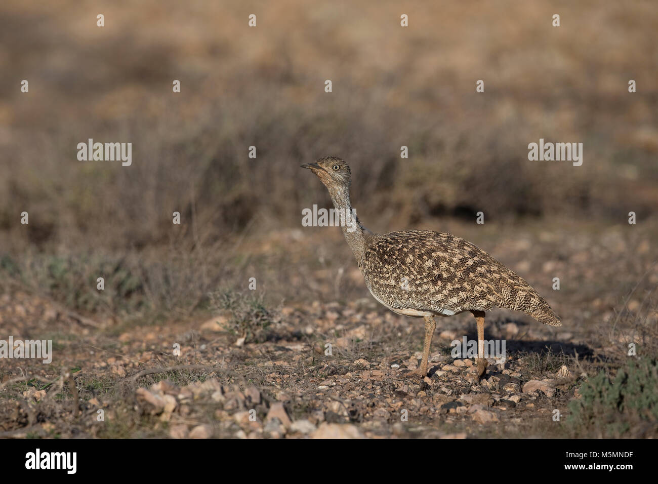 Houbara Bustard/North African Houbara/Canarian Bustard (Chlamydotis ...