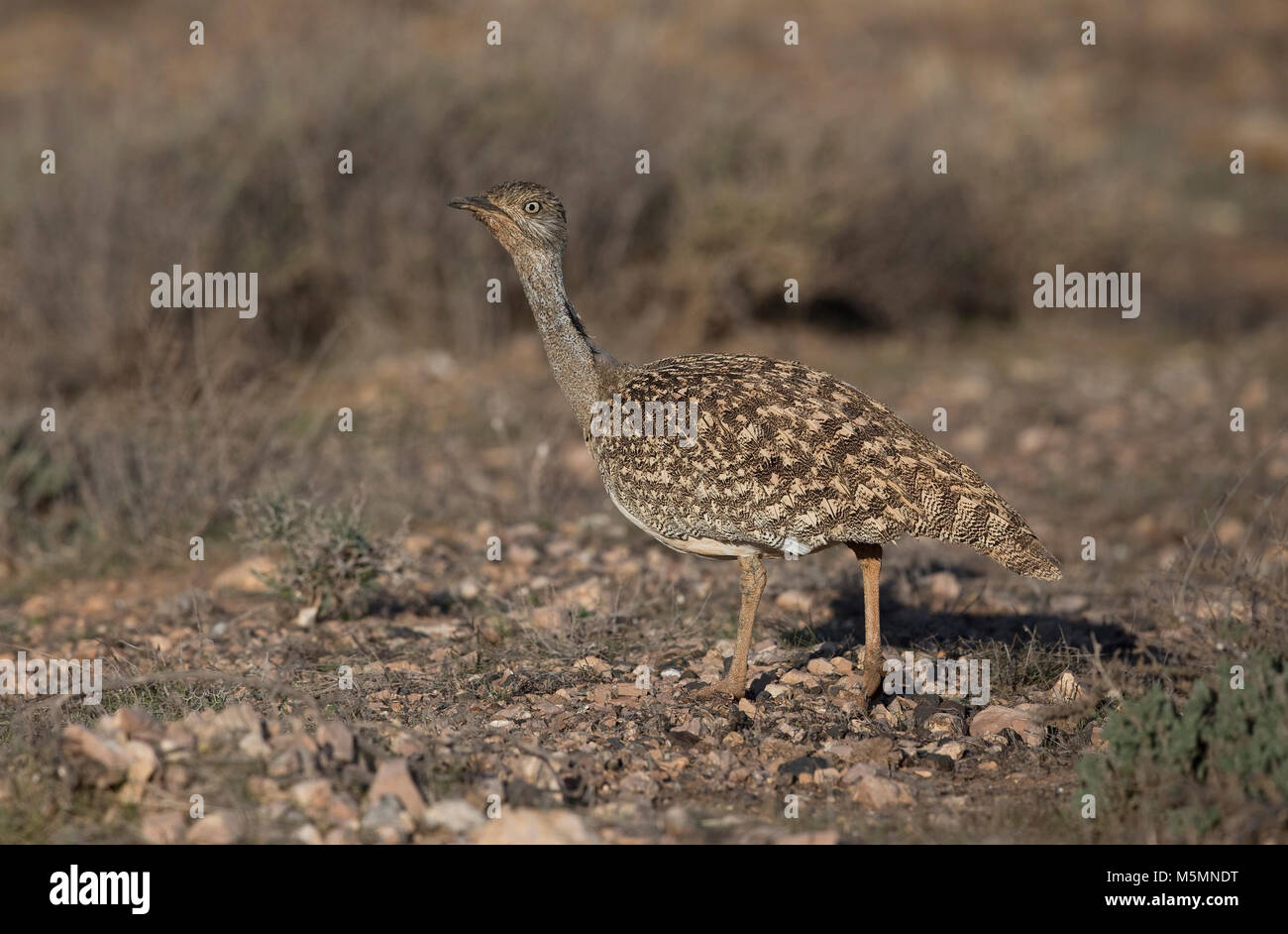 Houbara Bustard/North African Houbara/Canarian Bustard (Chlamydotis ...