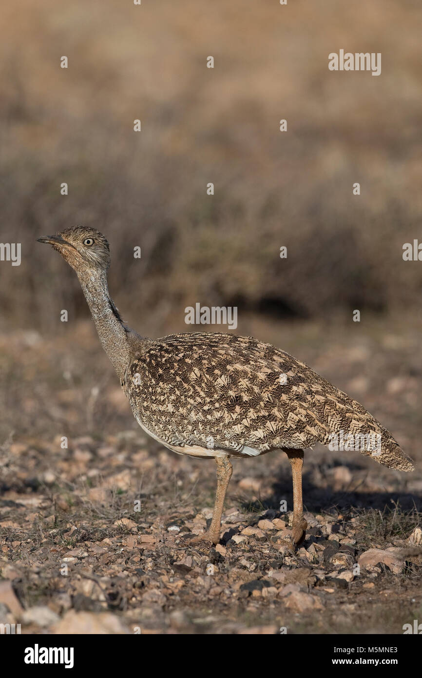 Houbara Bustard/North African Houbara/Canarian Bustard (Chlamydotis ...