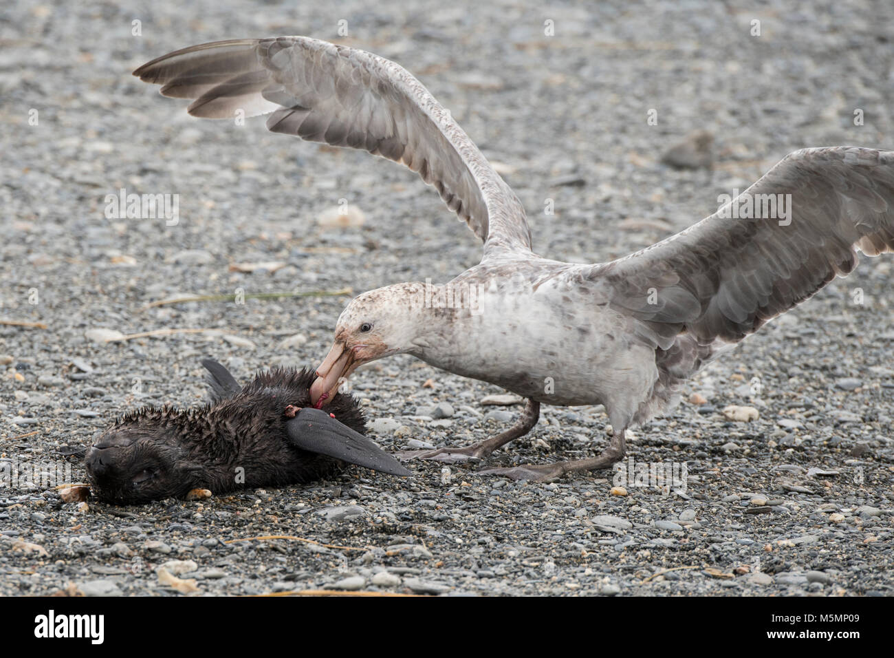 Southern giant petrel dead hi-res stock photography and images - Alamy