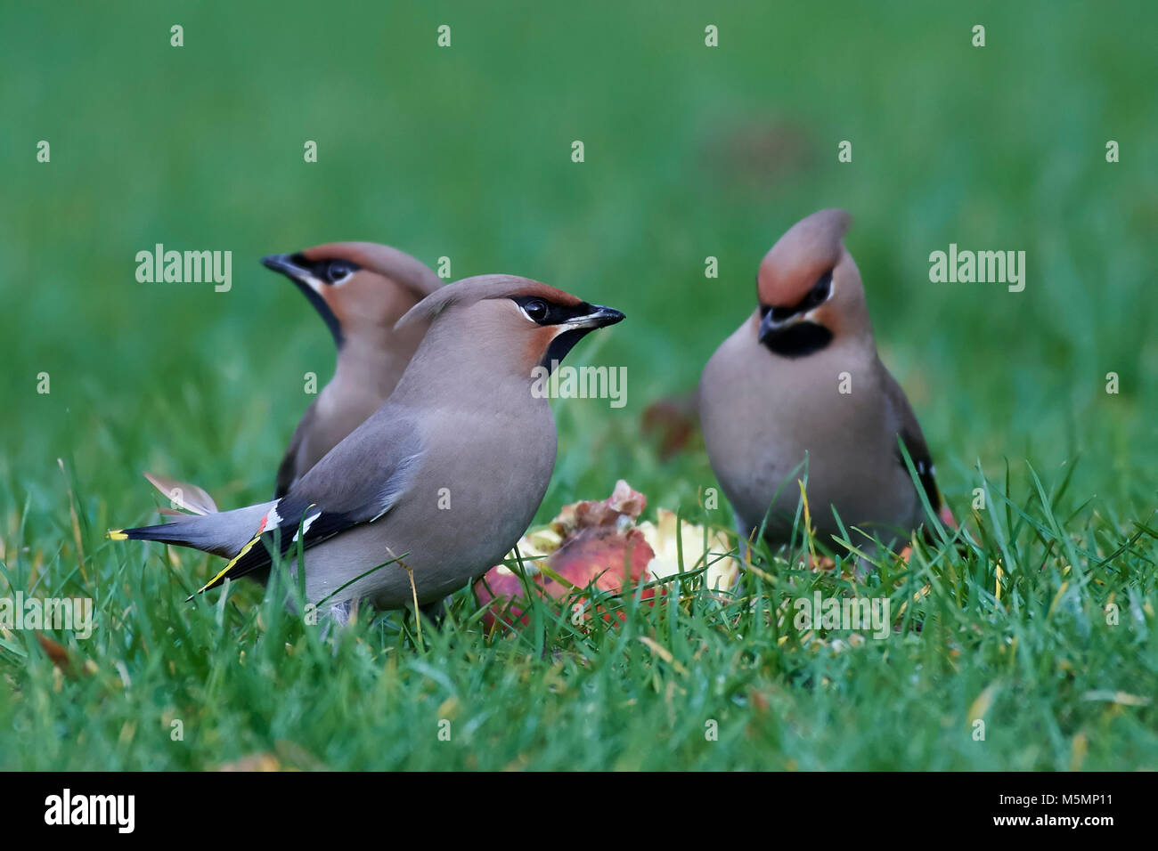 Bohemian waxwing in its natural habitat, Denmark Stock Photo - Alamy