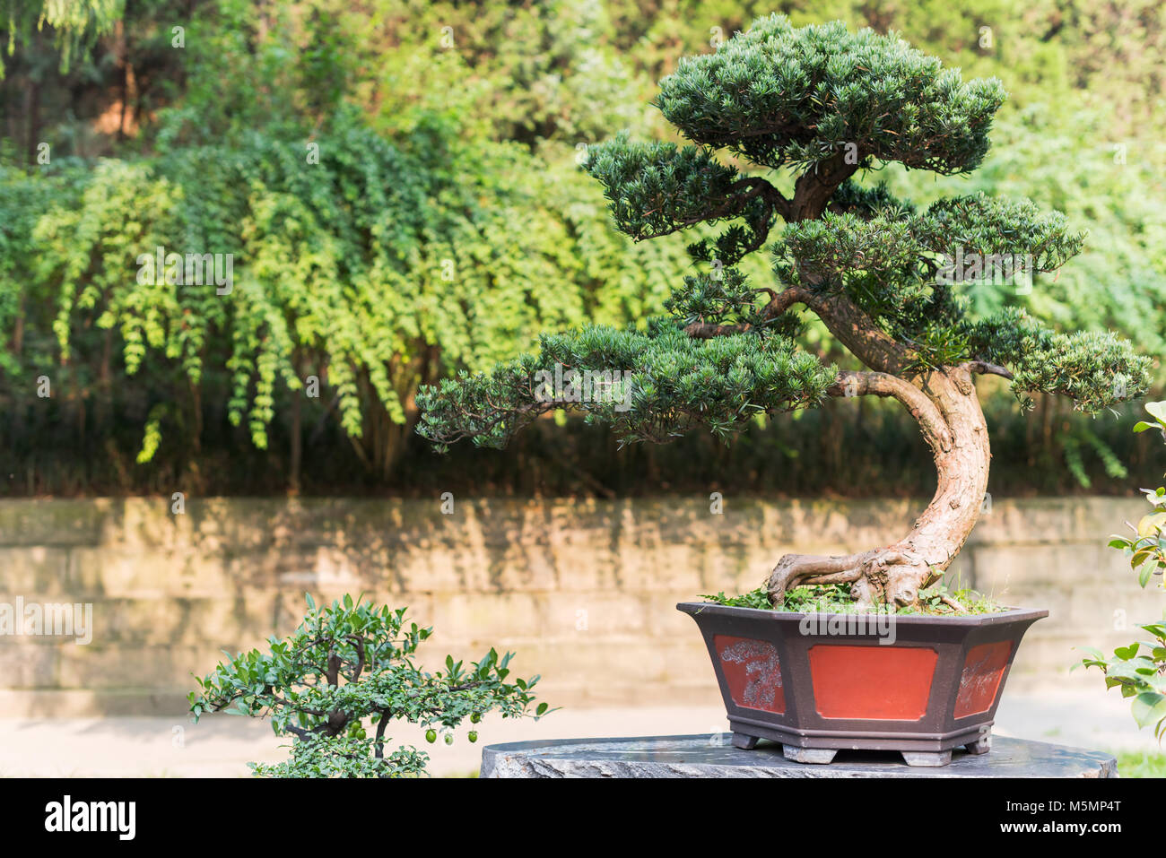 China tree bonsai hi-res stock photography and images - Alamy
