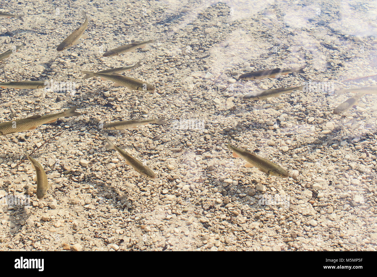 Chub feeding hi-res stock photography and images - Alamy