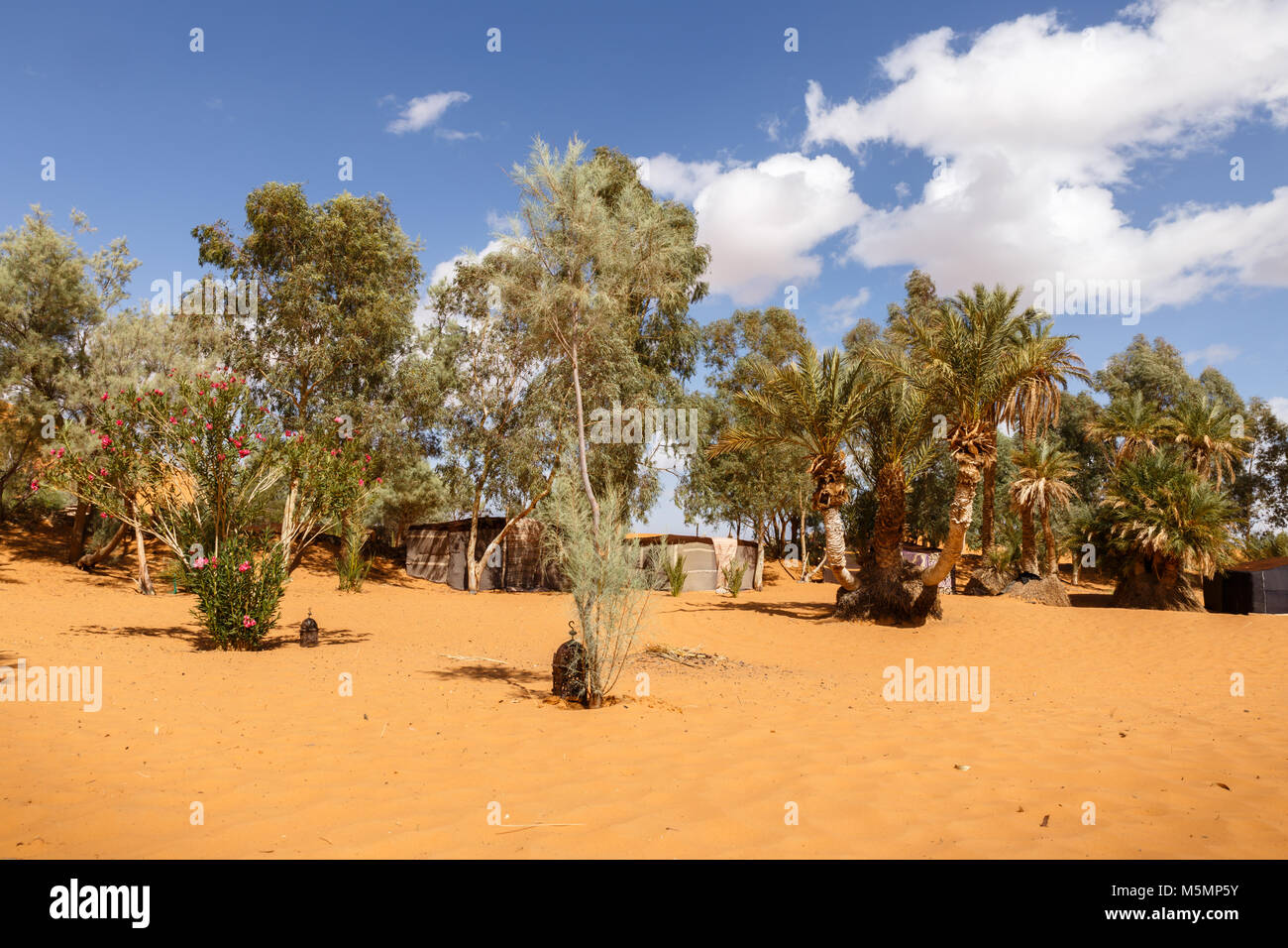 oasis in the Sahara desert, Morocco Stock Photo - Alamy