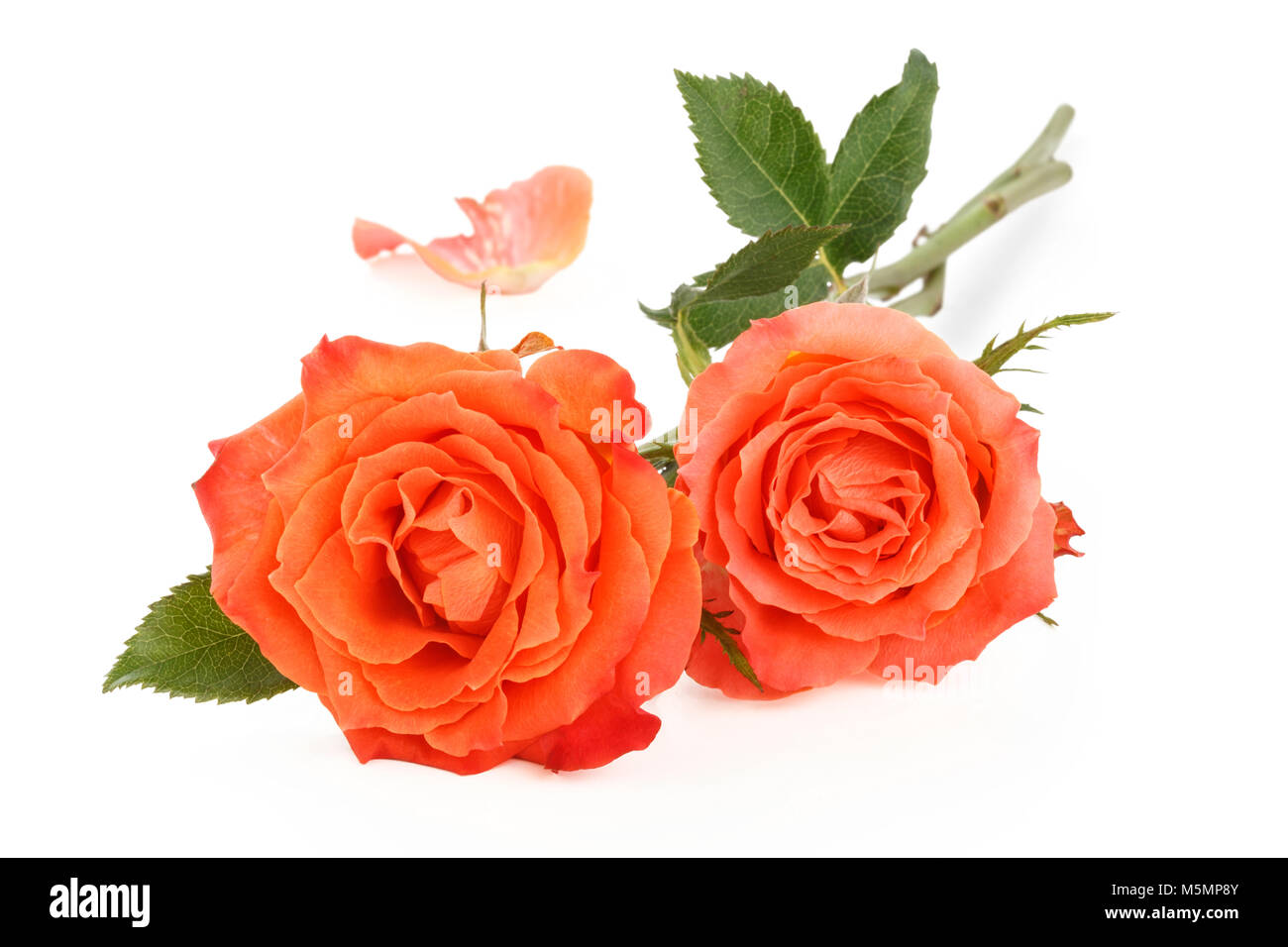 Two coral roses isolated on white background Stock Photo - Alamy