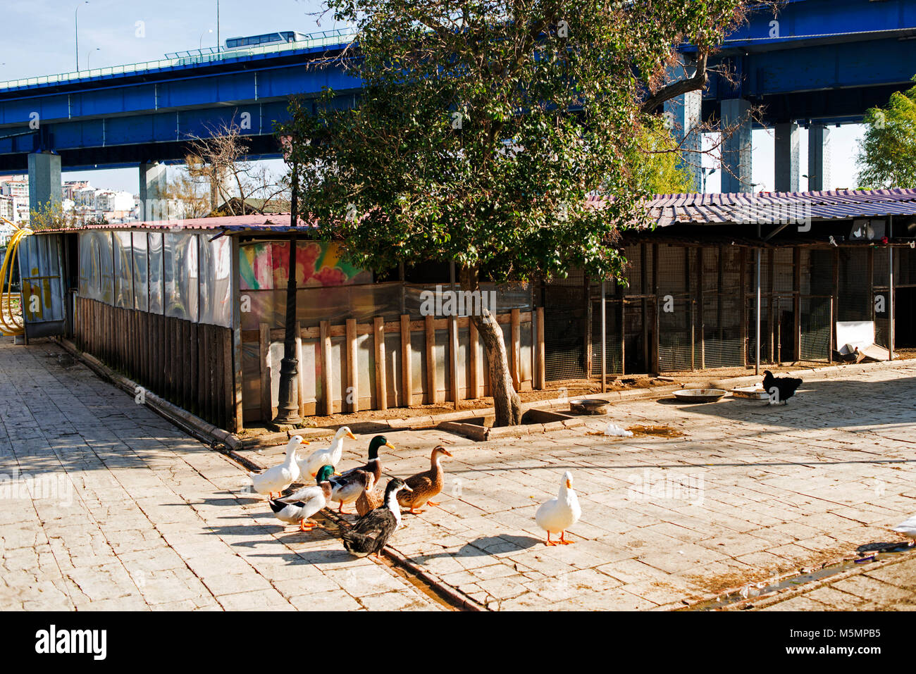 Ducks walking in an amusement park in the city of Istanbul, Turkey ...