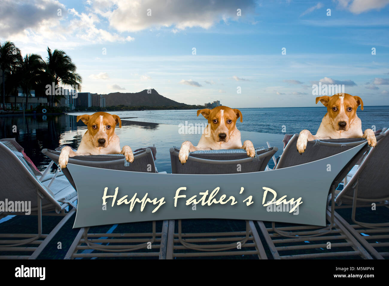 Happy Fathers Day for three doggys Stock Photo - Alamy
