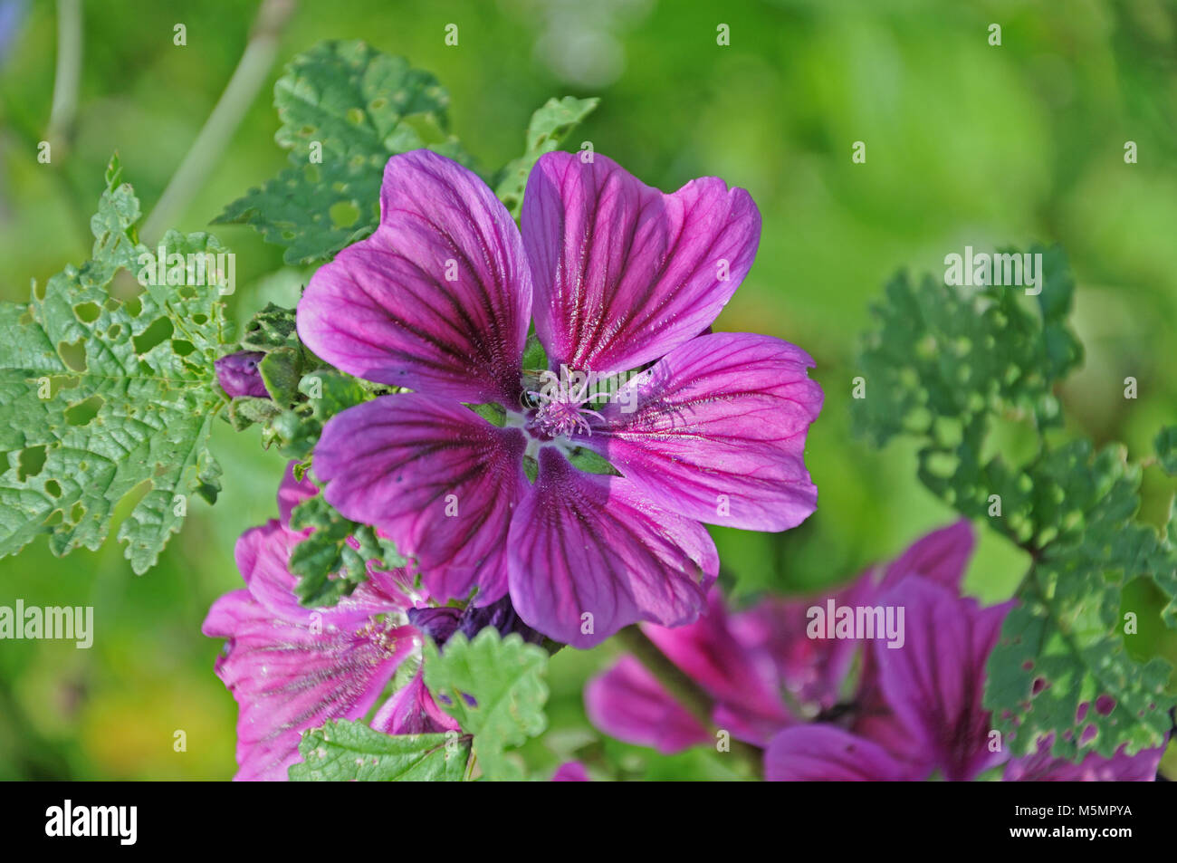 mauve flower of a mallow Stock Photo - Alamy