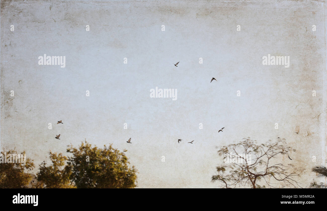 Flying birds trees hi-res stock photography and images - Alamy