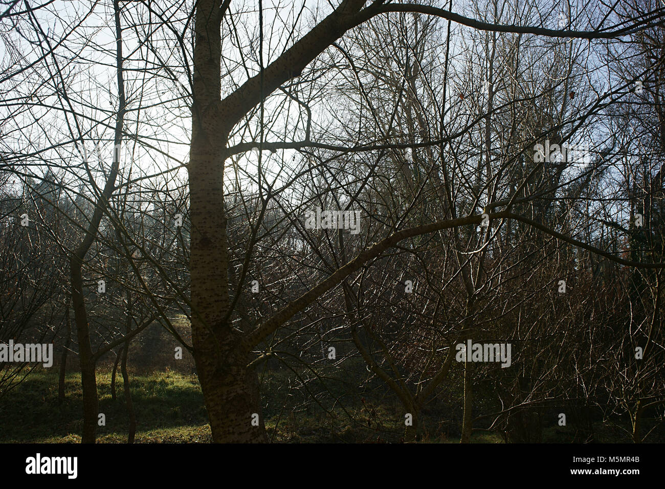 Tangle of branches in a forest - tuscany, italy Stock Photo - Alamy
