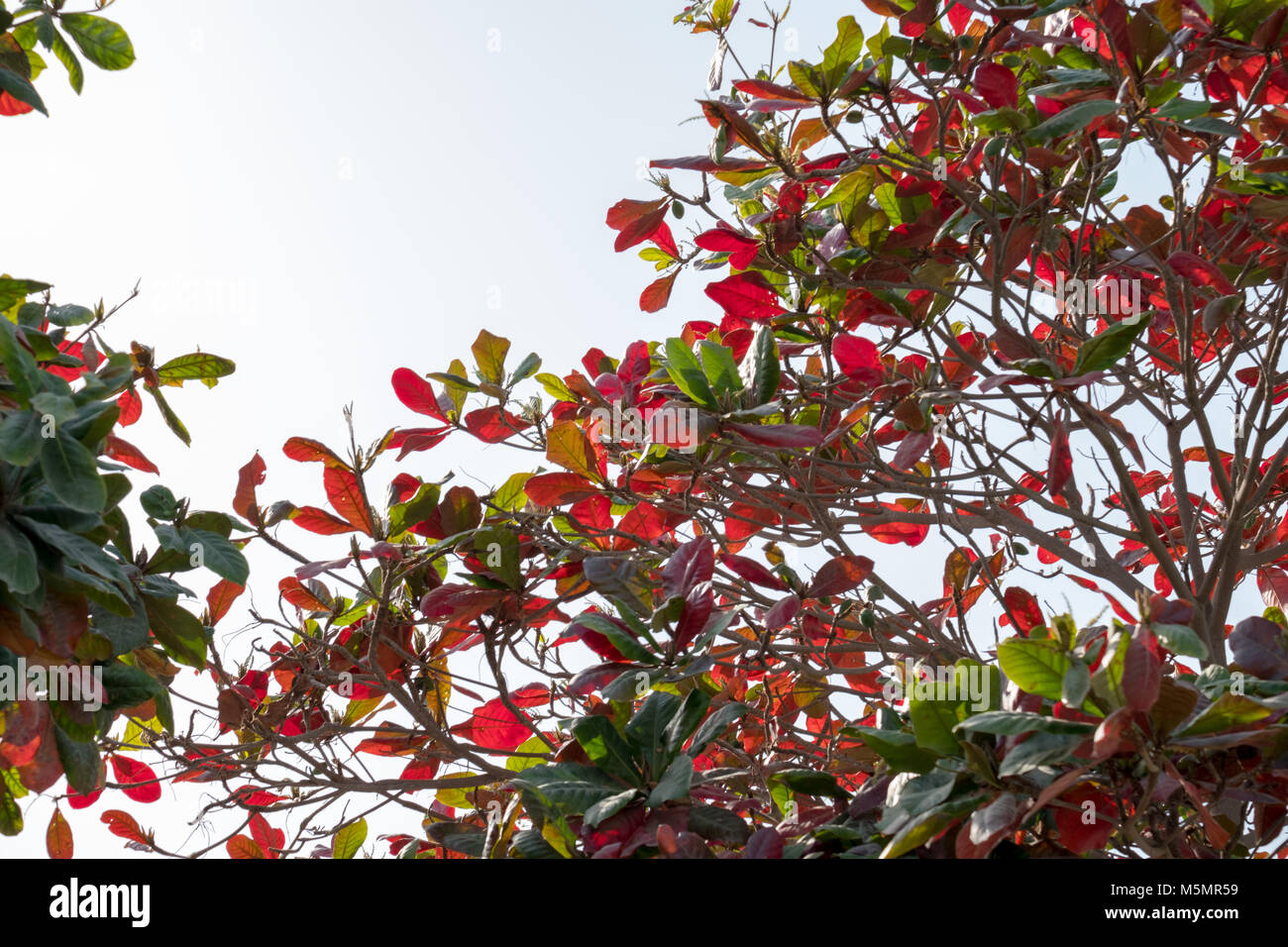 Colourful Tree in Yas Island Garden - Sign of Autumn Stock Photo - Alamy