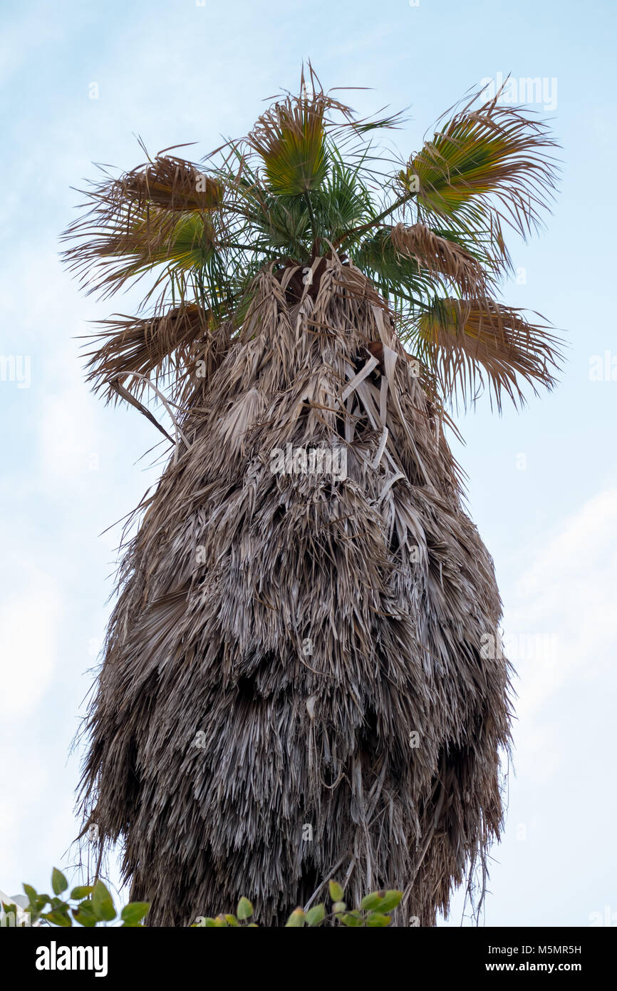 Giant old Palm tree with beard, isolated against bright sky Stock Photo ...
