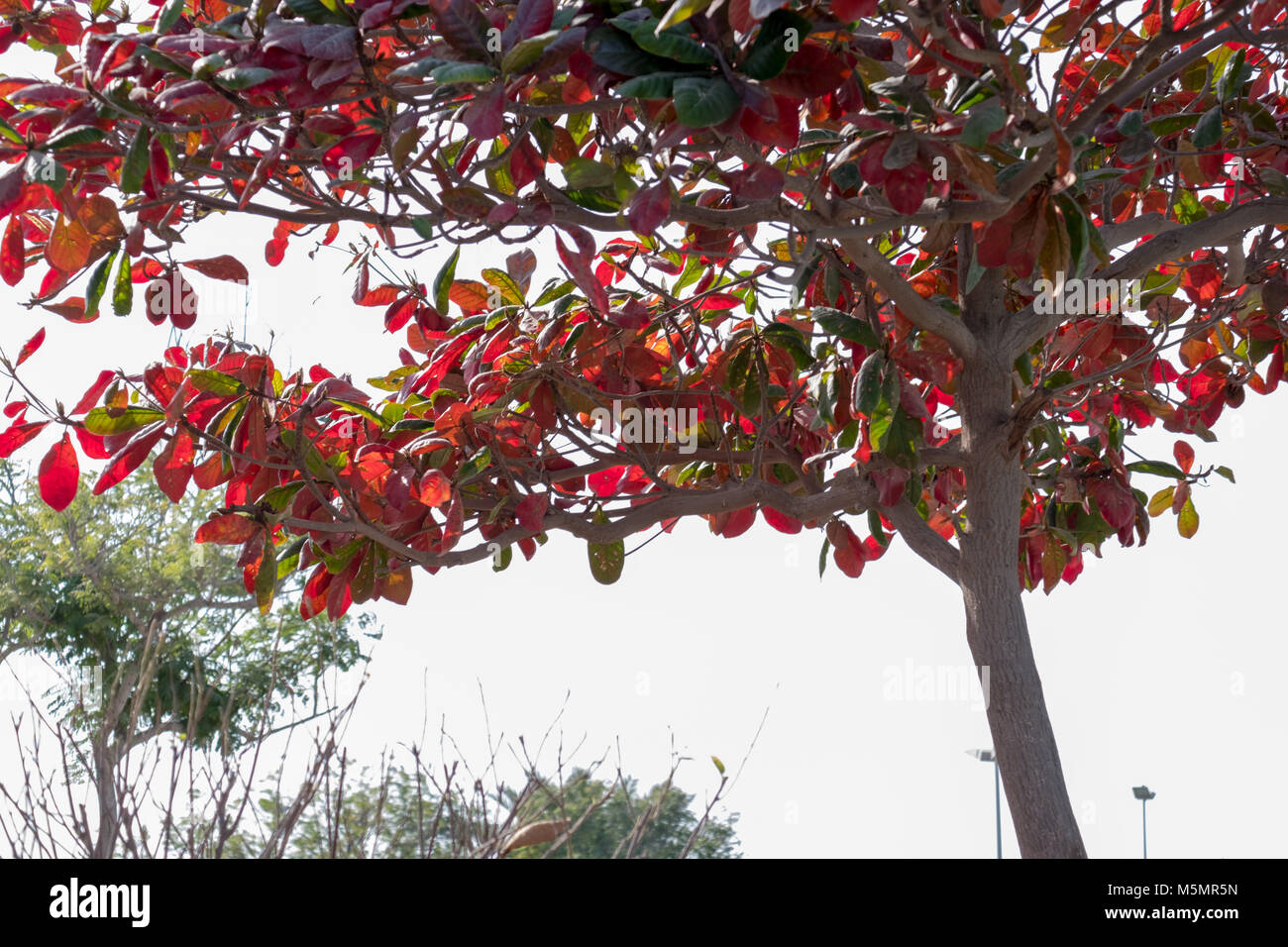 Colourful Tree in Yas Island Garden - Sign of Autumn Stock Photo - Alamy