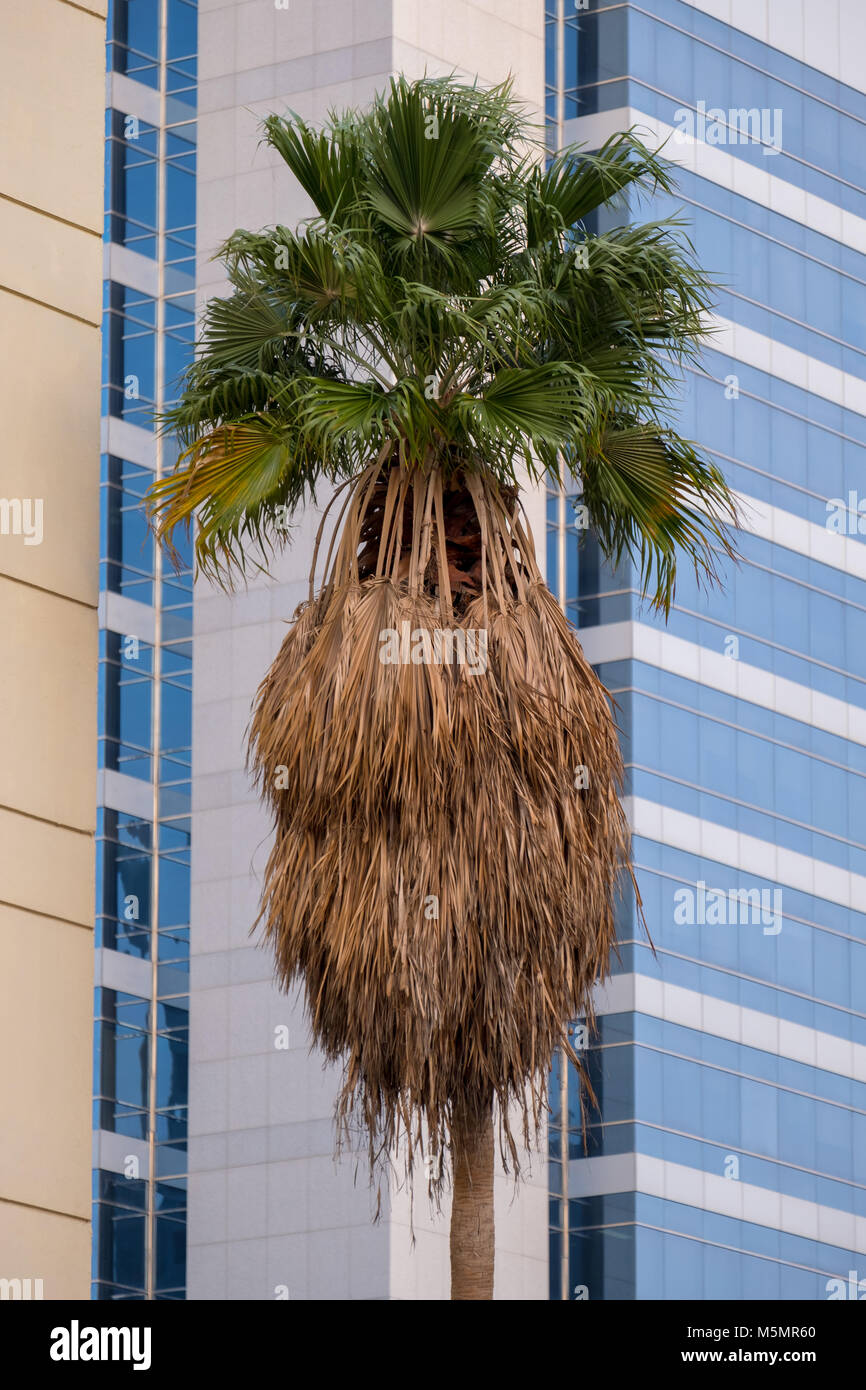 Giant old Palm tree with Beard Stock Photo - Alamy