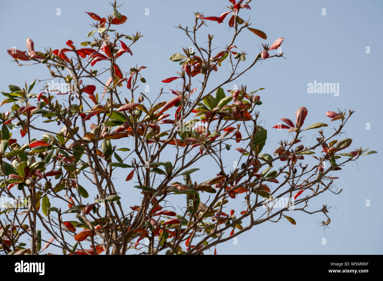 Colourful Tree in Yas Island Garden - Sign of Autumn Stock Photo - Alamy