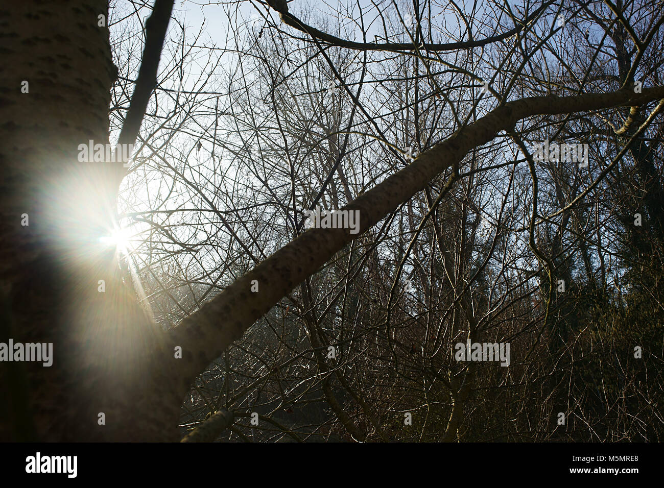 Tangle of branches in a forest - tuscany, italy Stock Photo - Alamy