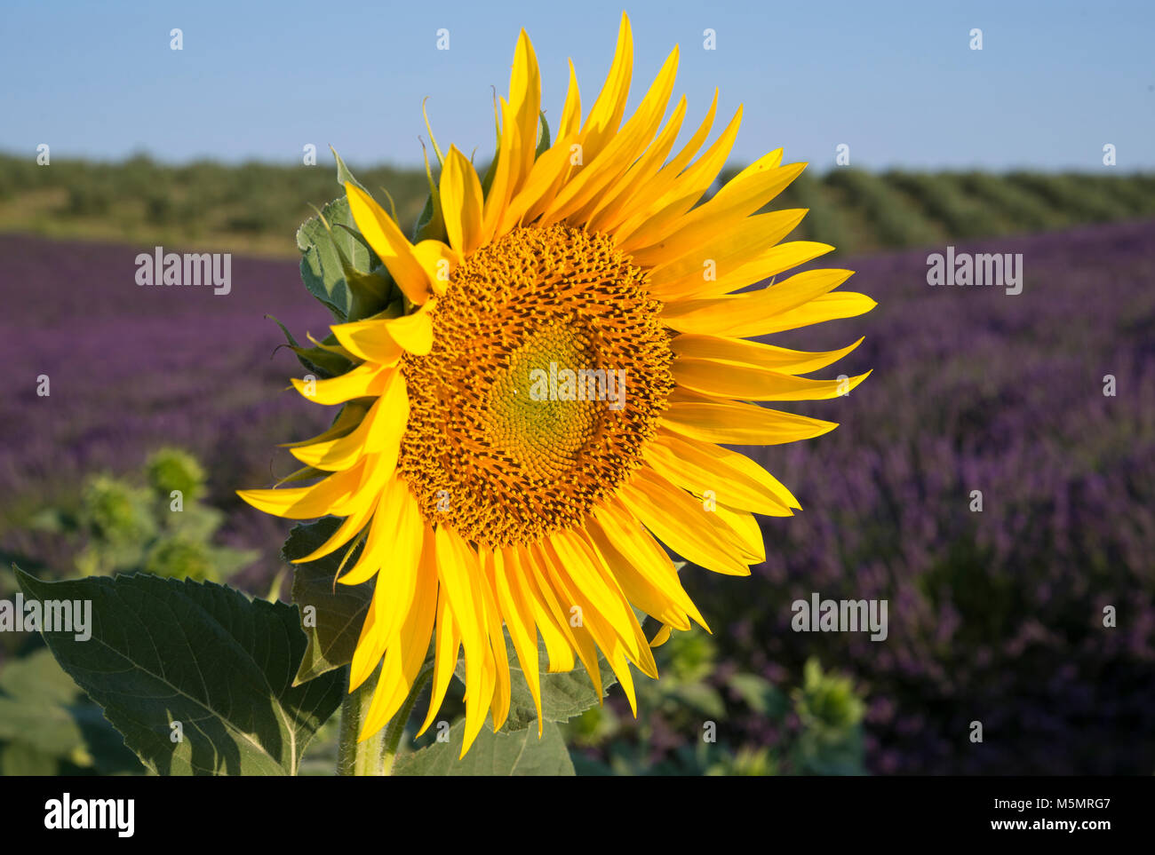 Lavendel auf dem Plateau de Valensole, Provence, Frankreich, Europa ...