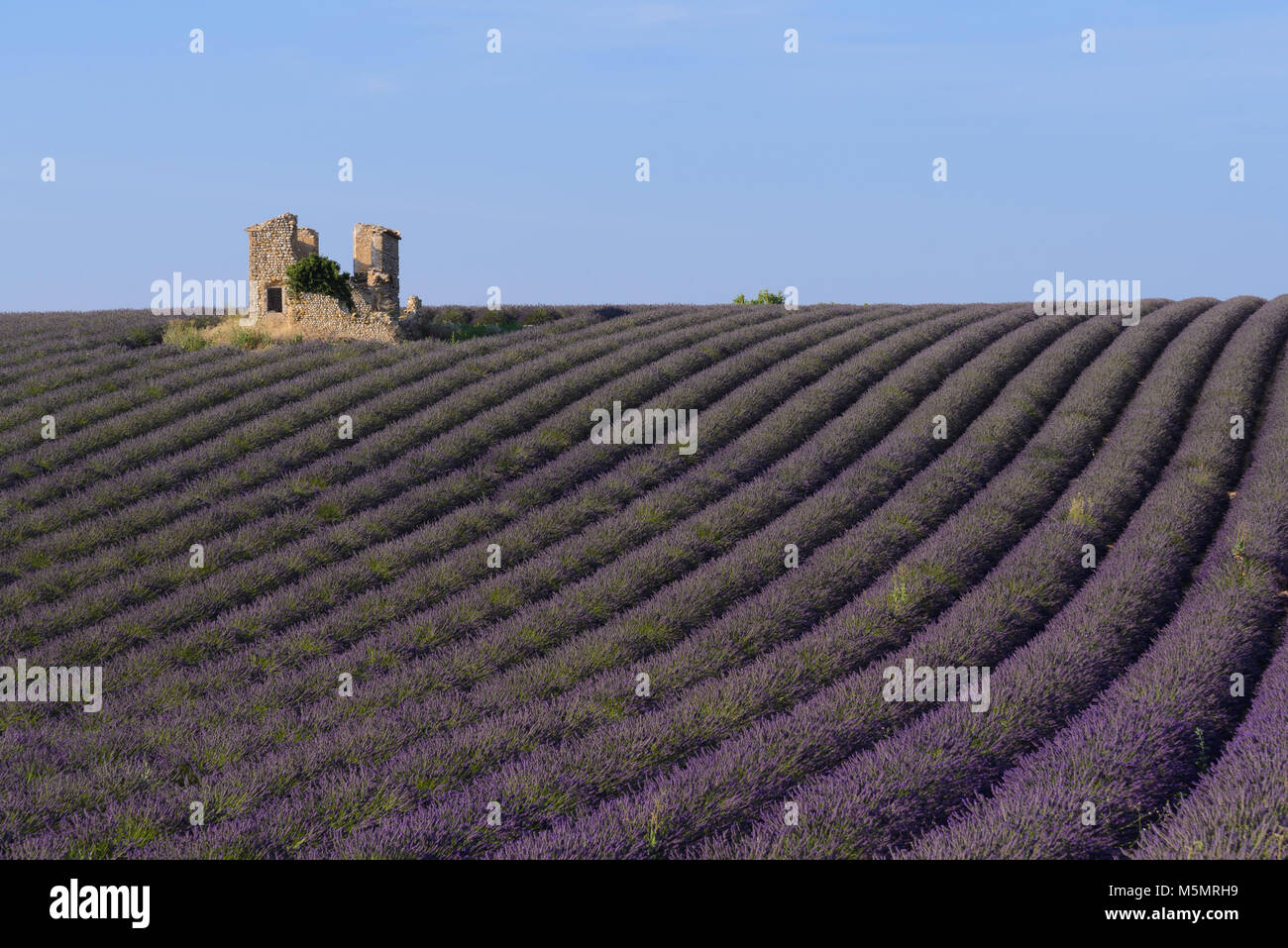 Lavendel auf dem Plateau de Valensole, Provence, Frankreich, Europa ...