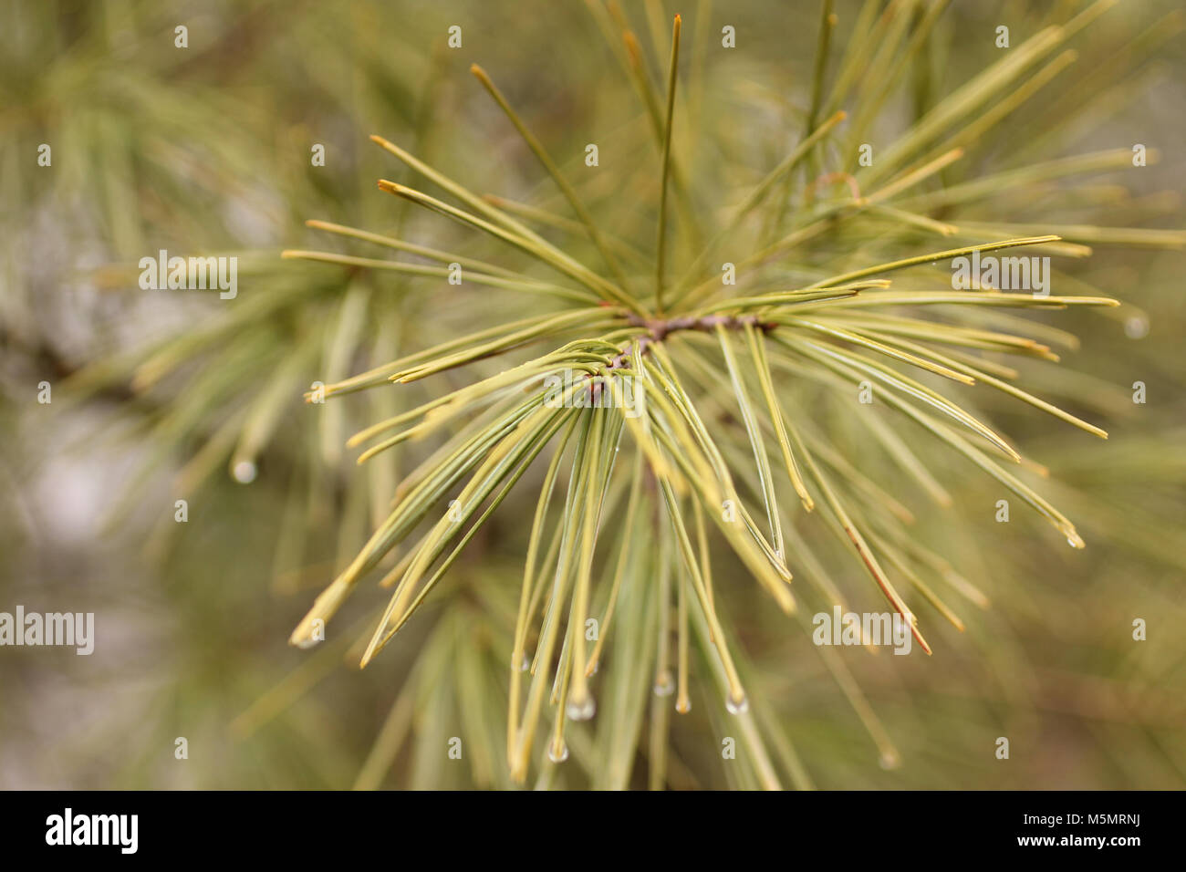 Ever green pine tree hi-res stock photography and images - Alamy