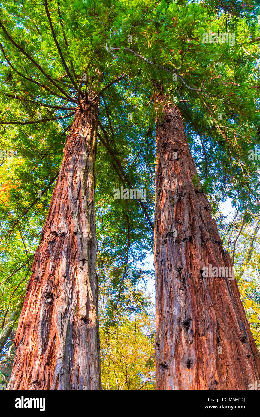Sequoia tree branch hi-res stock photography and images - Alamy