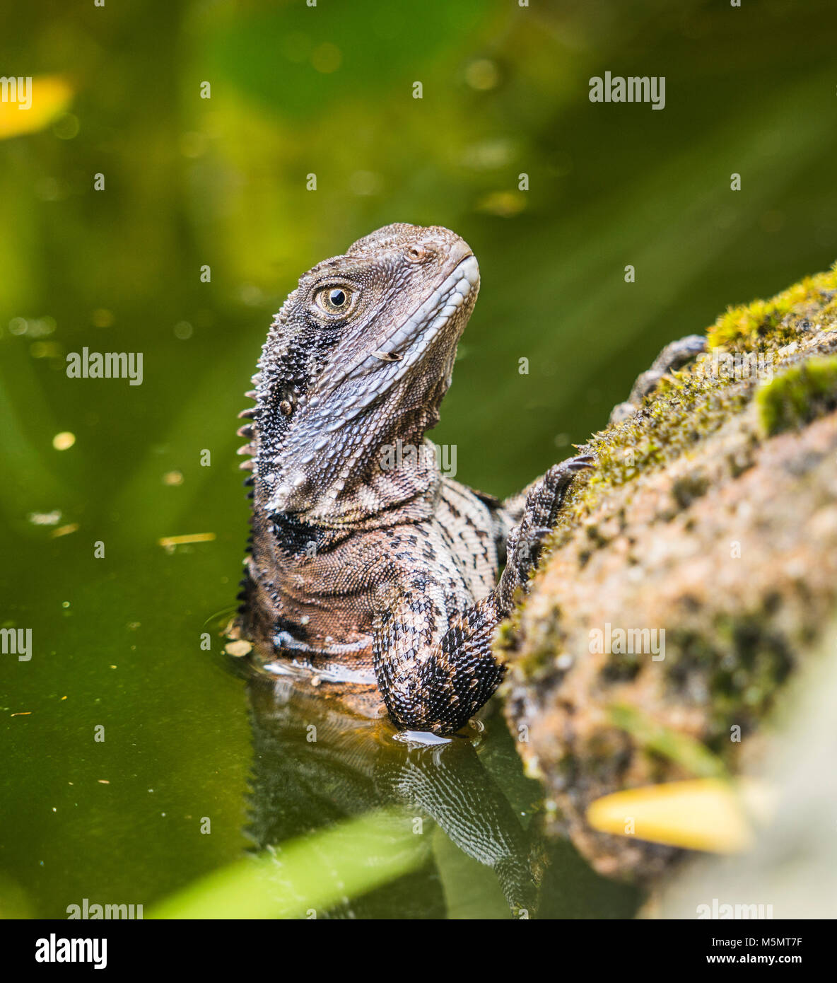So dragon pond hi-res stock photography and images - Alamy