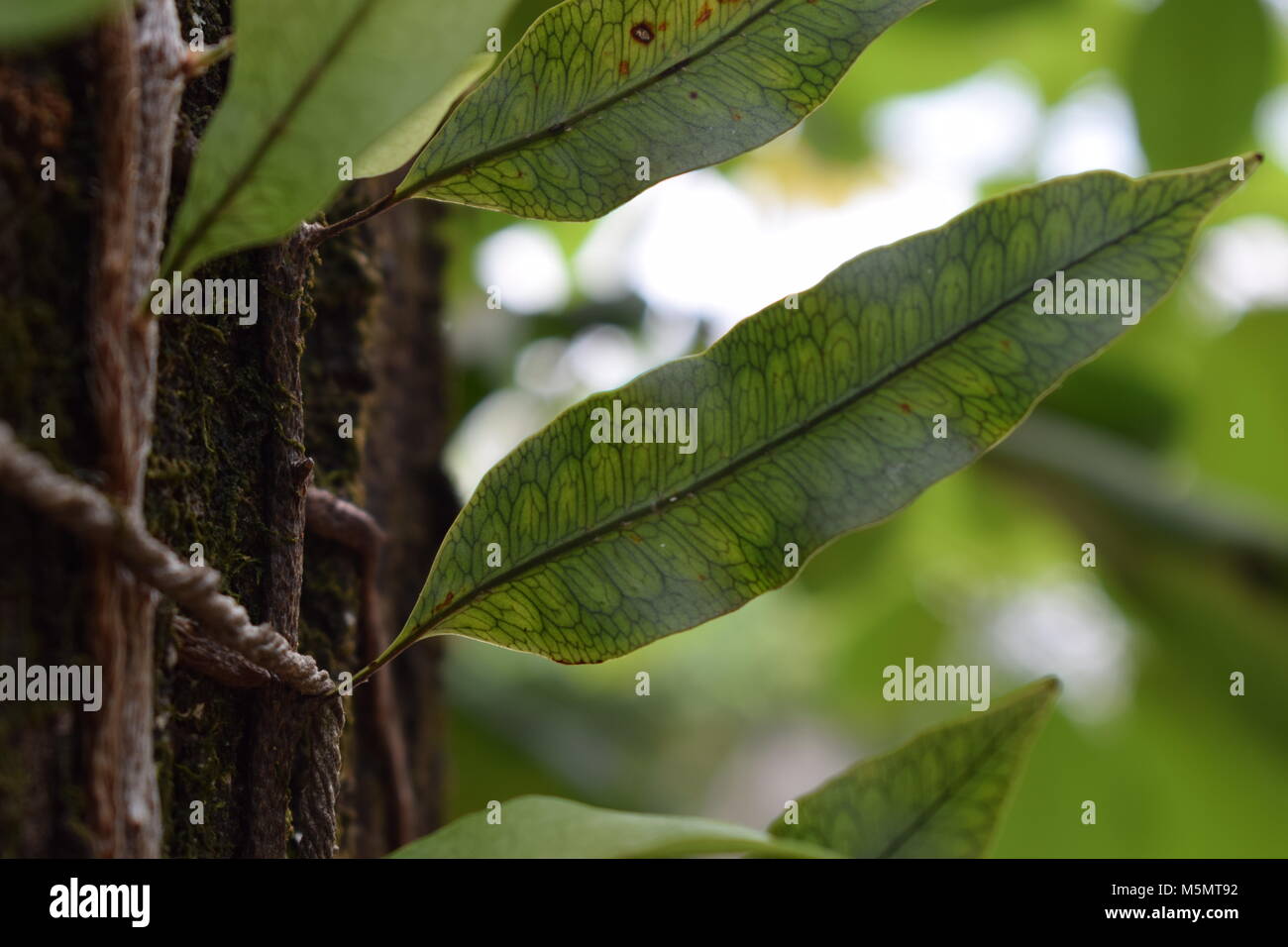 Detailed sheet image Stock Photo - Alamy